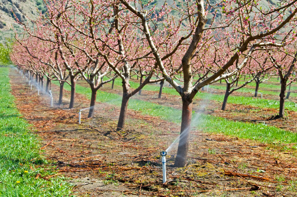 Ceres Imaging: A Pioneer in Aerial Data - AgtechThinking - technology ...