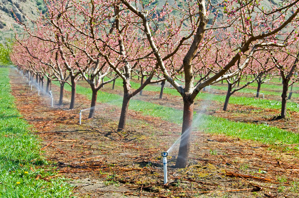 Ceres Imaging: A Pioneer in Aerial Data - AgtechThinking - technology ...